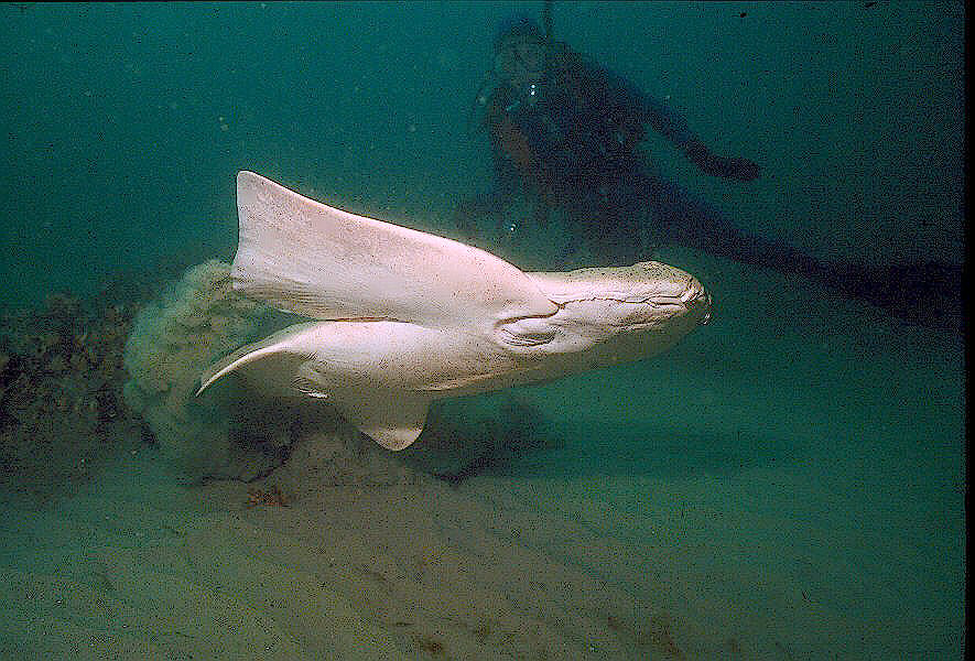 Ajkula [1975] - deckmediaget